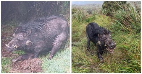 Rare Philippine Warty Pig makes 1st Appearance at Mt. Apo ...